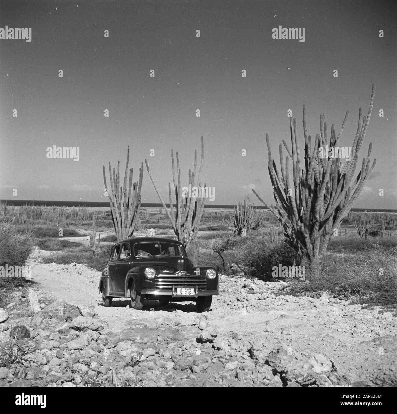 Bonaire cactus Black and White Stock Photos & Images - Alamy