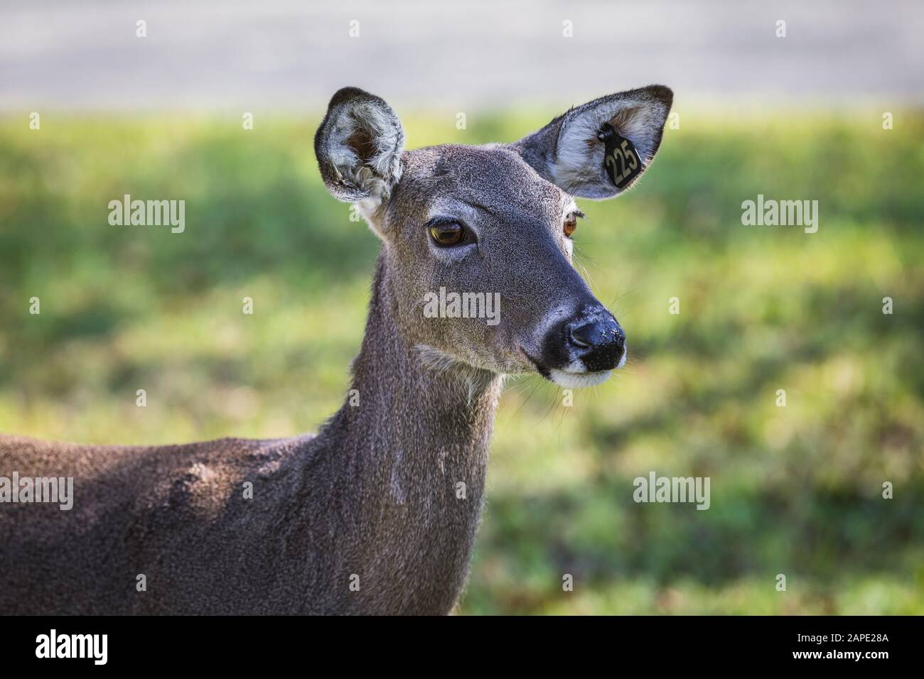 Deer Hunter High Resolution Stock Photography and Images - Alamy