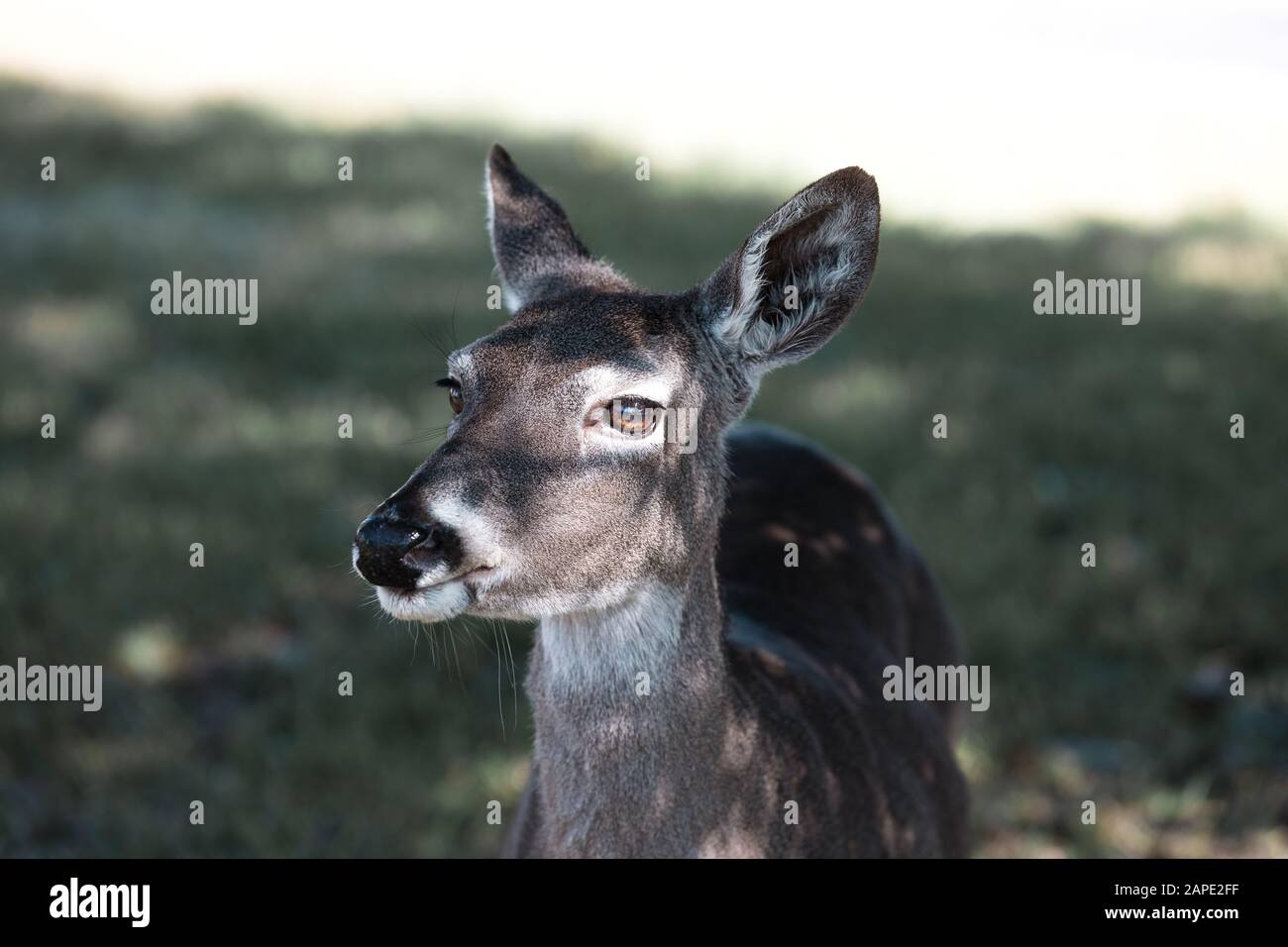 Detailed up-close photos of white tailed deer in nature Stock Photo - Alamy