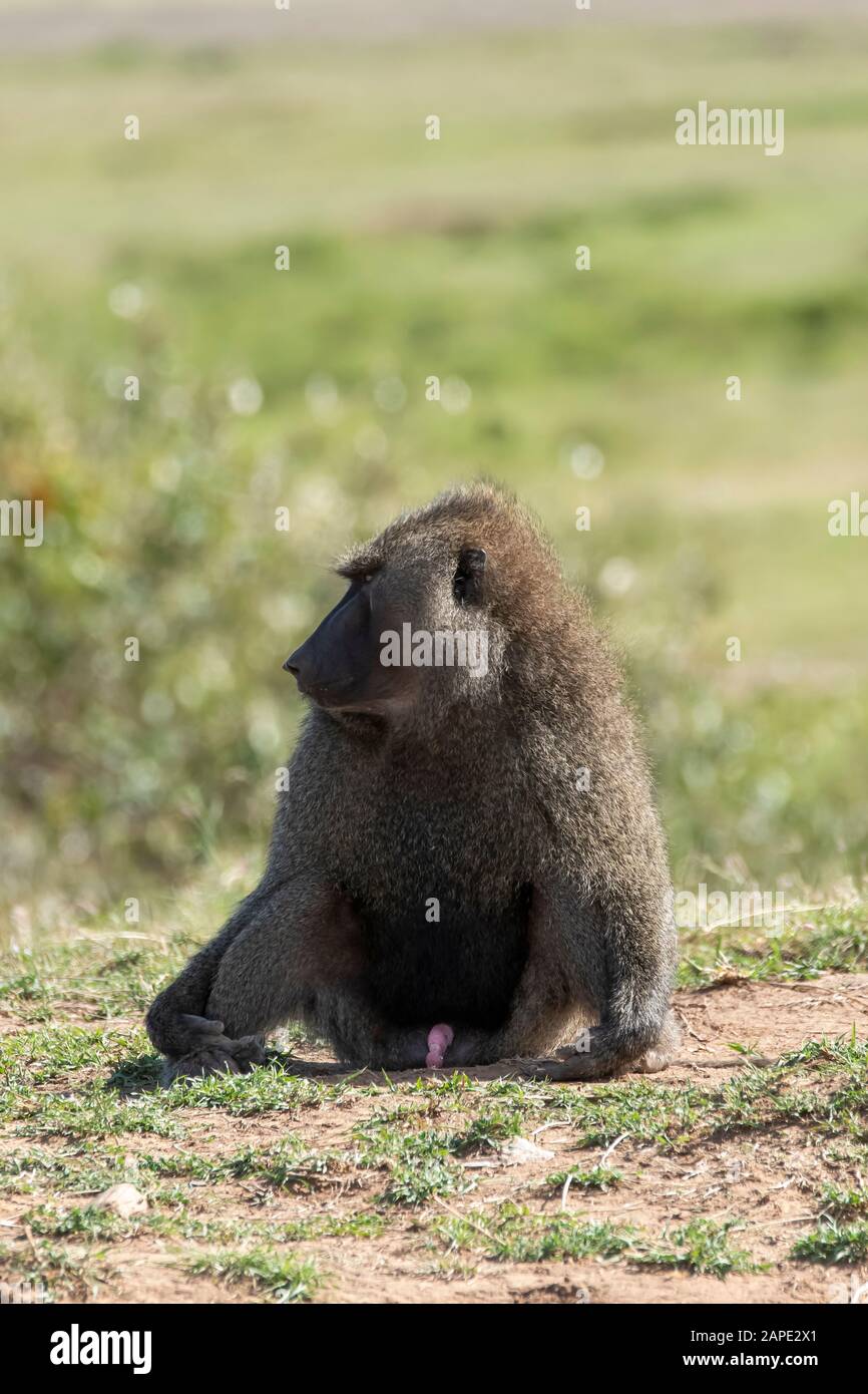 Baby baboons feeding hi-res stock photography and images - Alamy