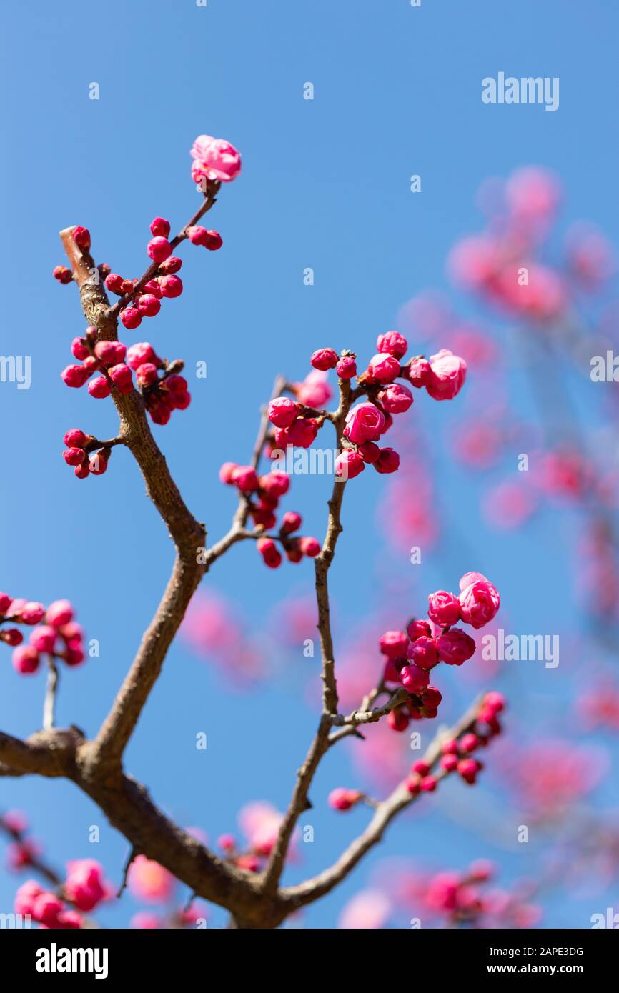 Prunus mume, Japanese apricot Stock Photo - Alamy
