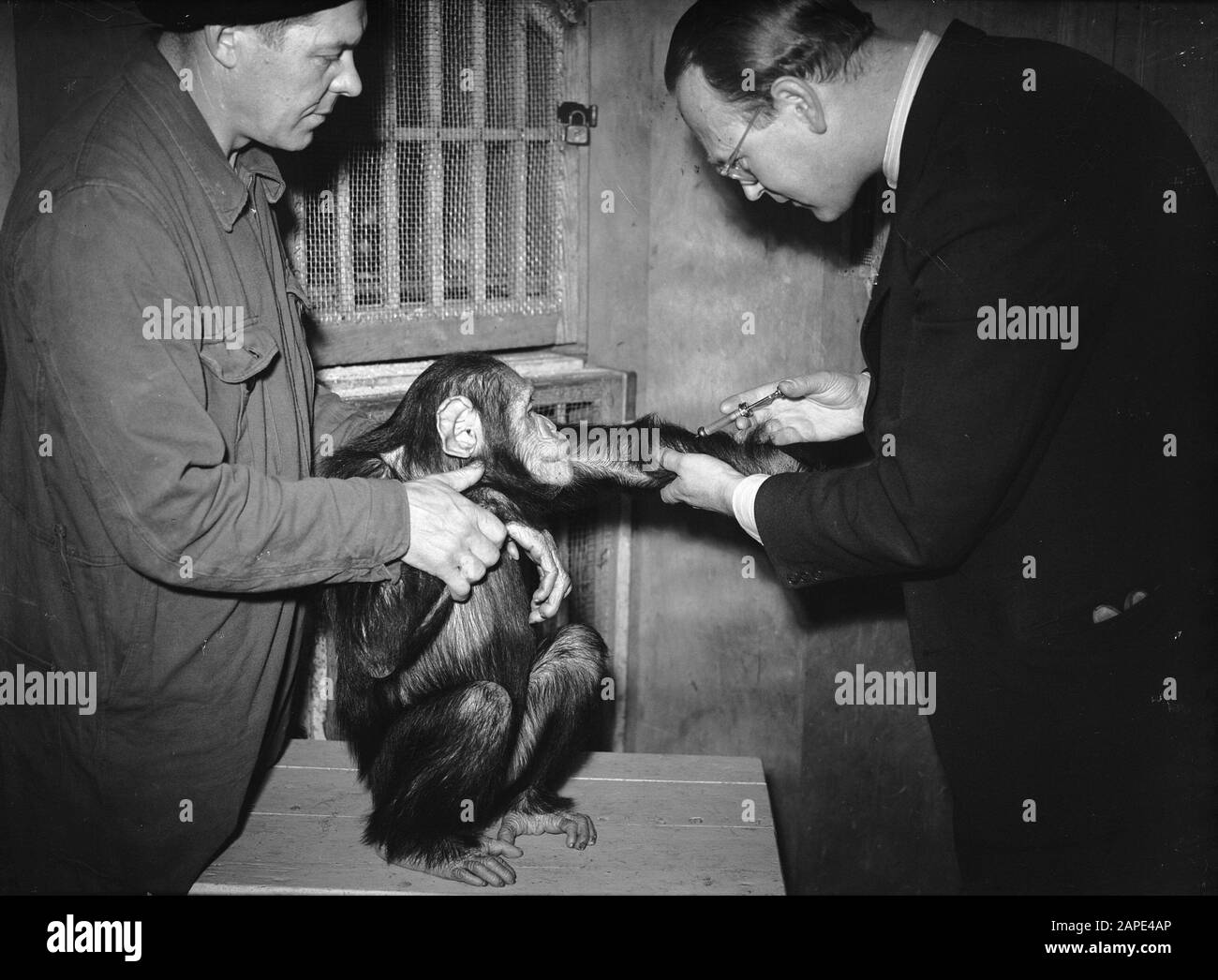 Veterinarian treats monkey. Injection Date: May 6, 1948 Keywords ...