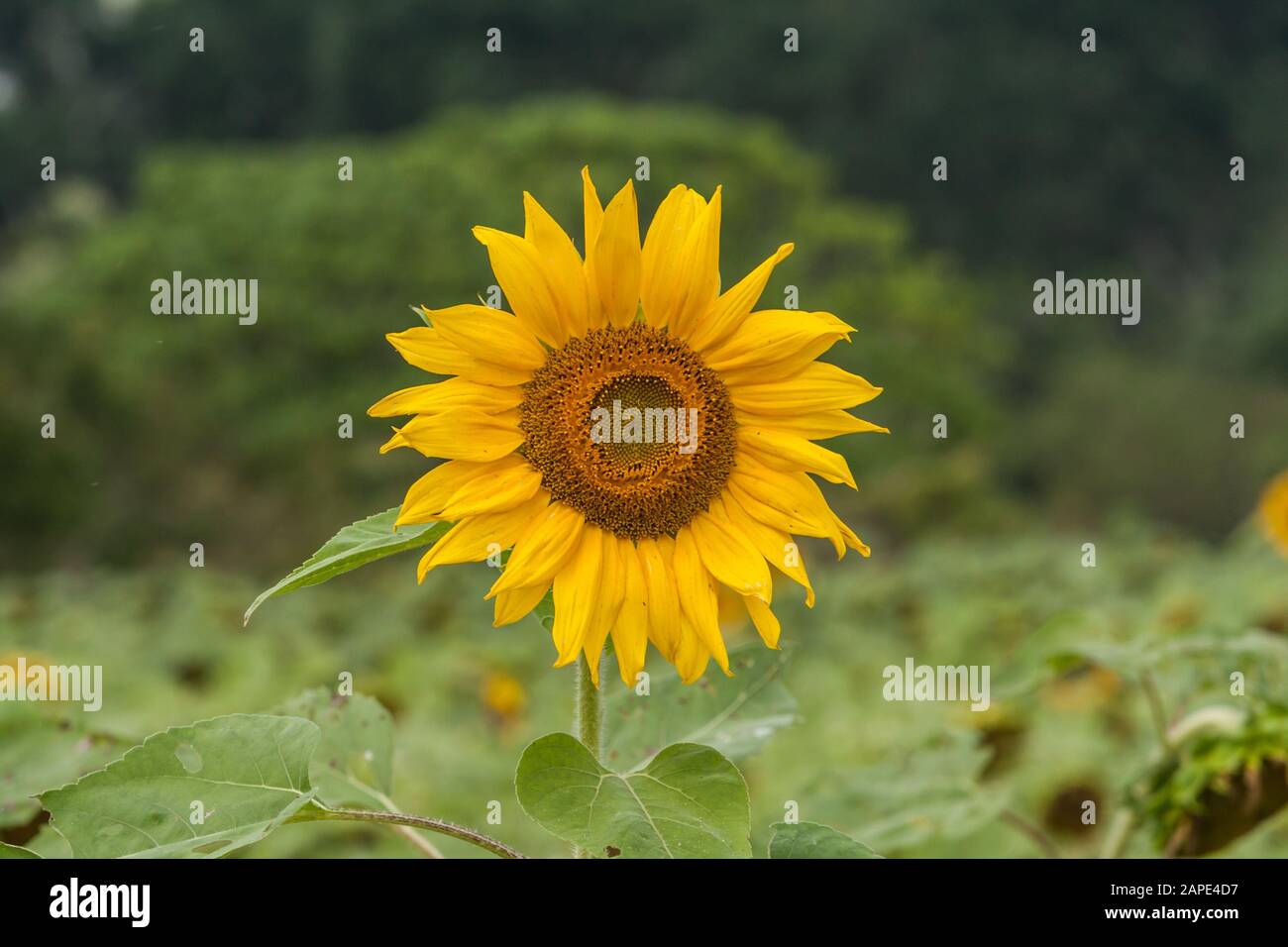 Common sunflower (Helianthus annuus), yellow flower head close-up, Sea ...