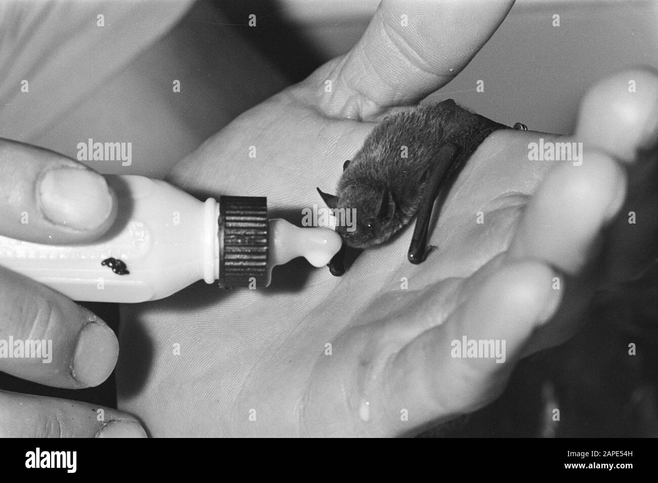 Baby dwarf bat hi-res stock photography and images - Alamy