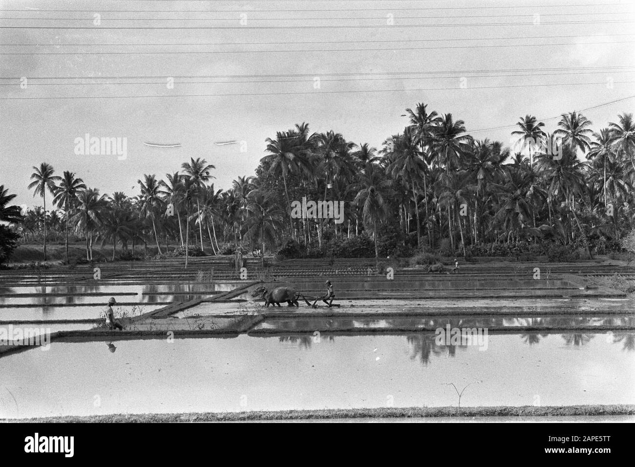 Bali (Indonesia), rice fields Date: September 9, 1971 Location: Bali ...