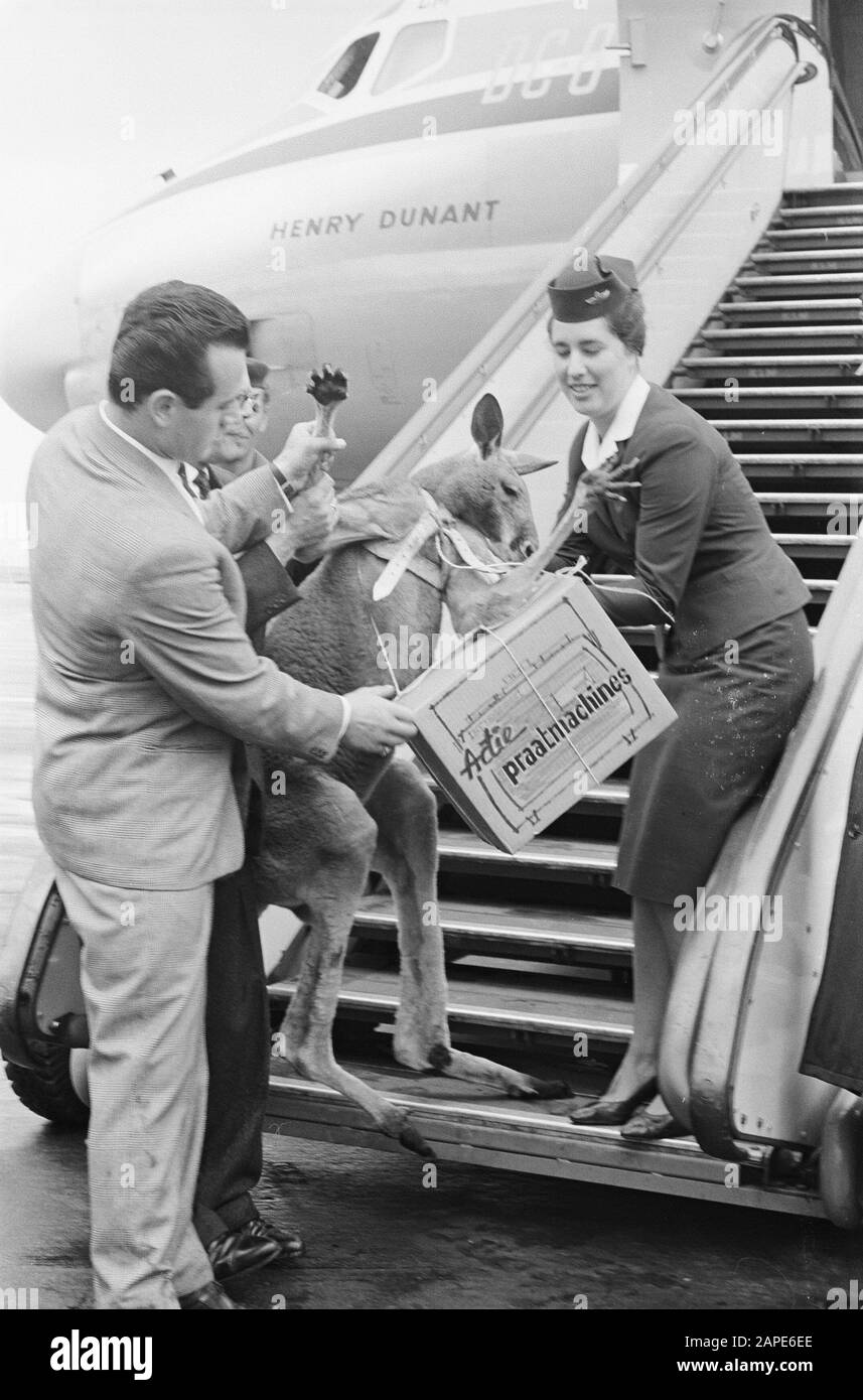 Band recorders to New Guinea, a kangaroo of circus Belli delivers them ...
