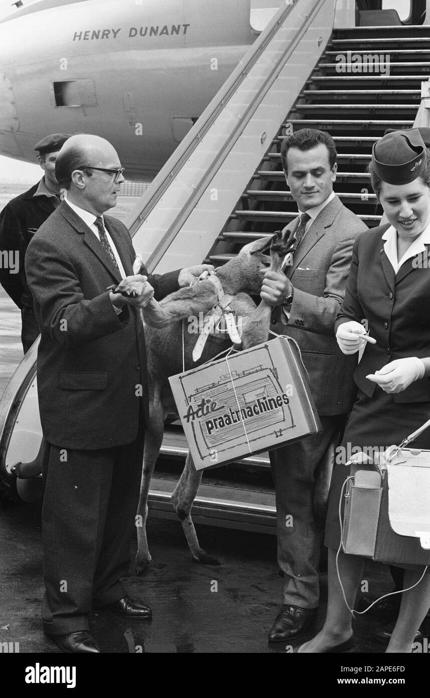 Band recorders to New Guinea, a kangaroo of circus Belli delivers them ...