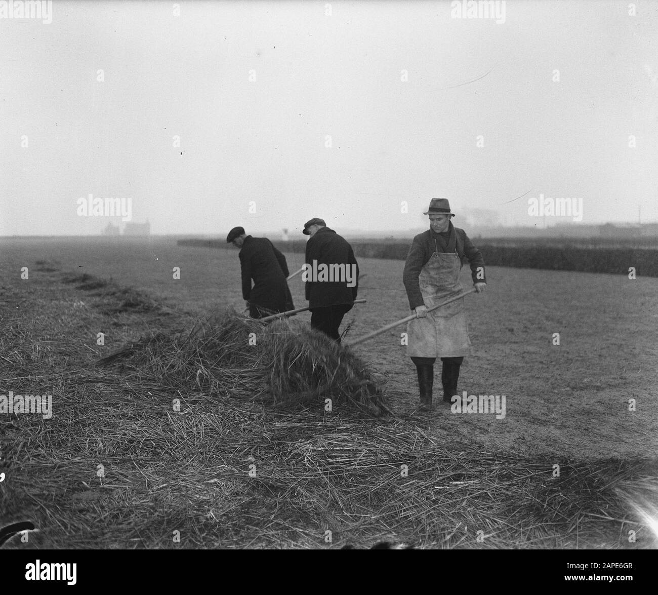 The bulbs are stripped of their winter coat Date: March 20, 1947 ...