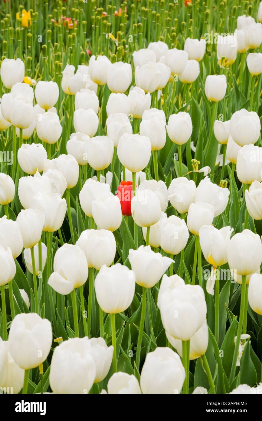 Bed of single cup-shaped white Tulipa 'Pax' - Tulip flowers in spring ...