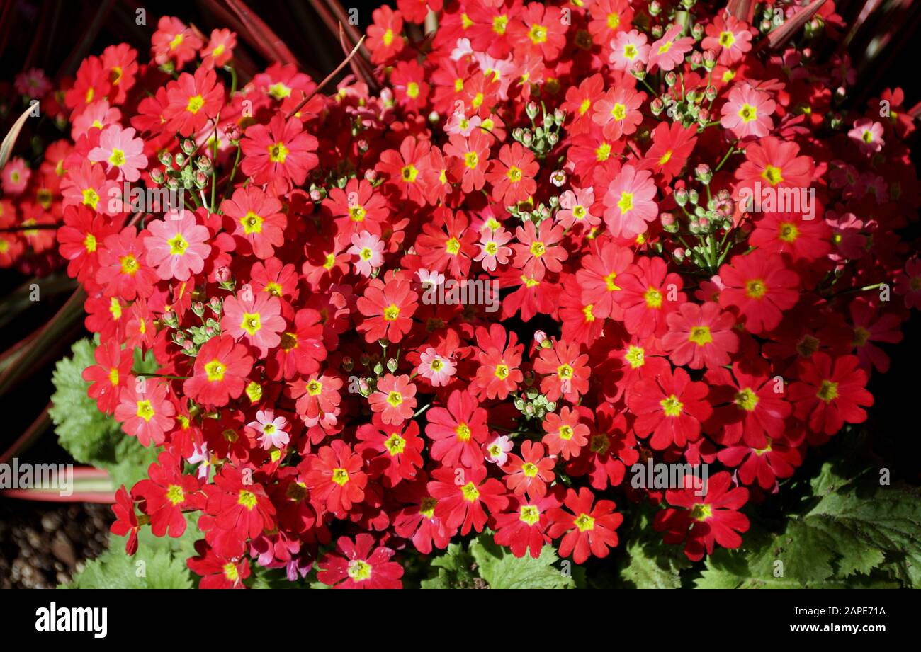 Beautiful red primula primrose hi-res stock photography and images - Alamy