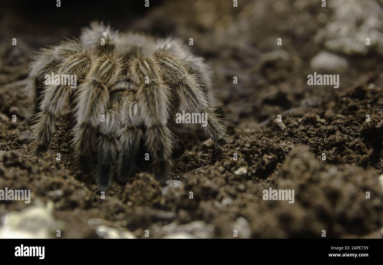 Closeup of a tarantula on the ground under the sunlight with a blurred ...