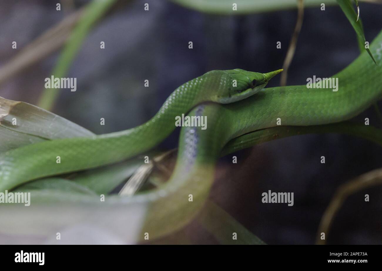 Closeup of a Smooth green snake under the sunlight with the leaves on ...
