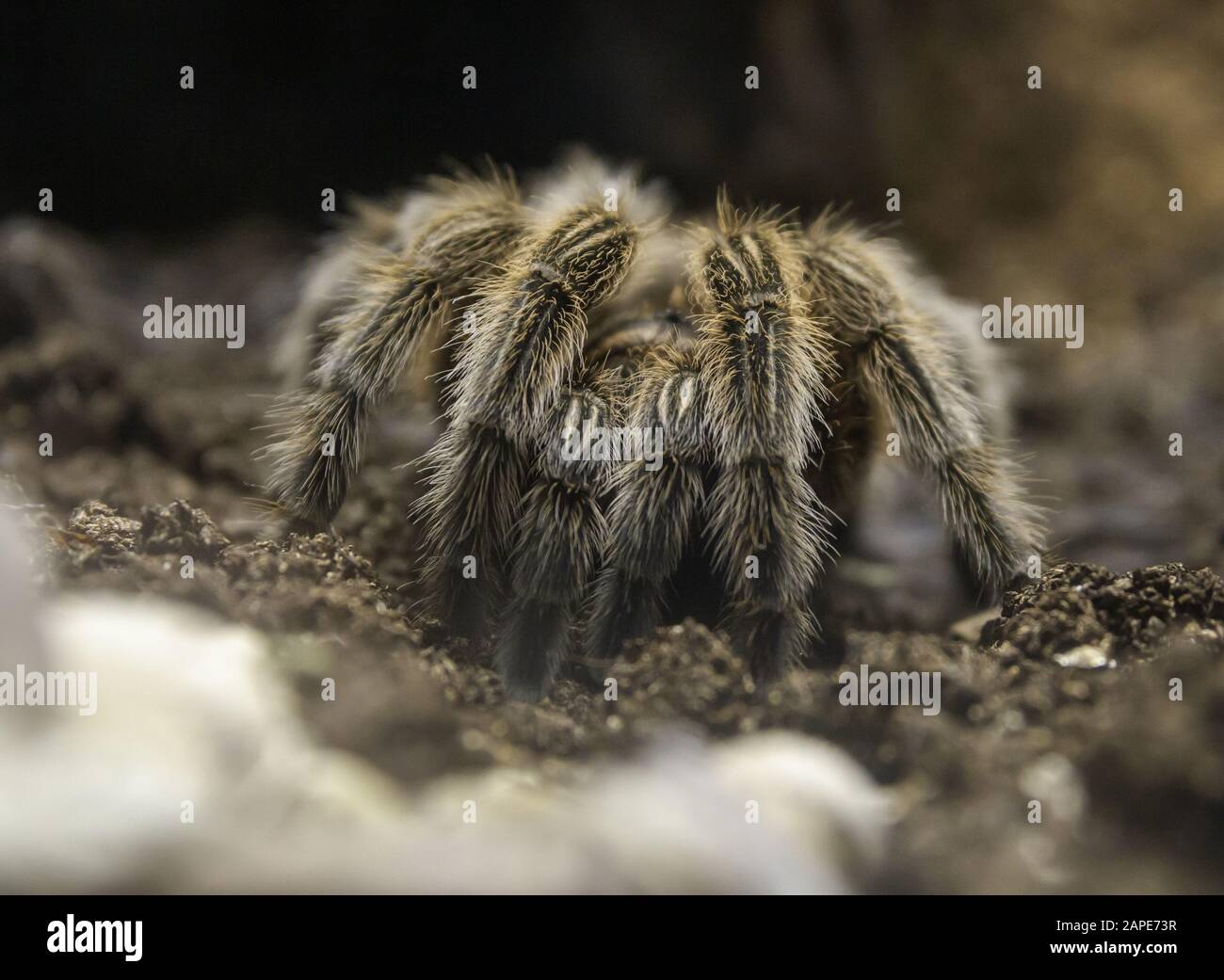 Closeup of a tarantula on the ground under the sunlight with a blurred ...