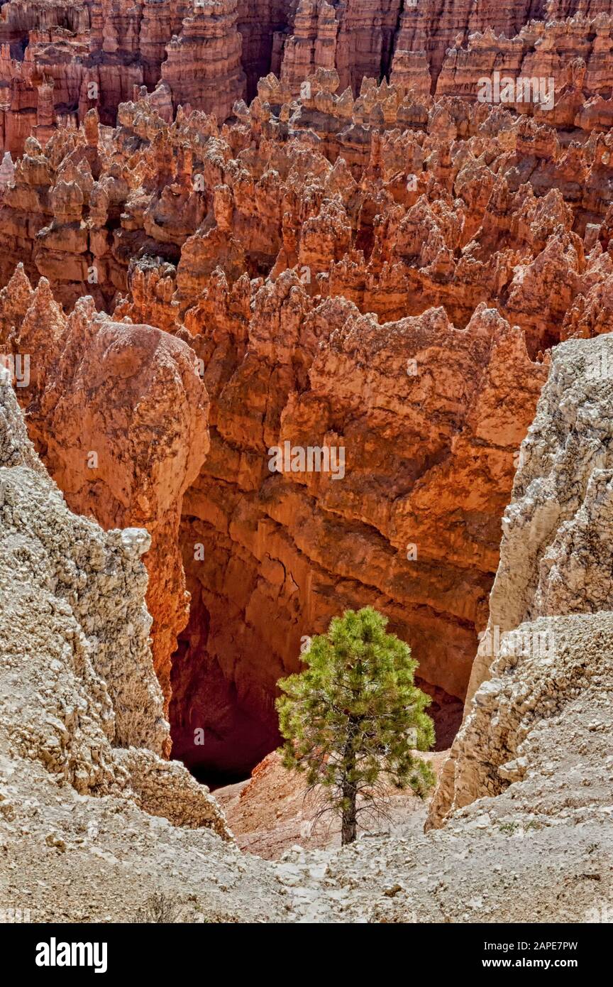 Tree park edge hi-res stock photography and images - Alamy