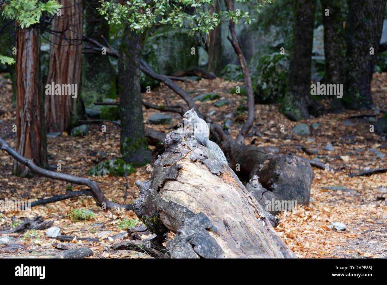 Dead redwood tree hi-res stock photography and images - Alamy