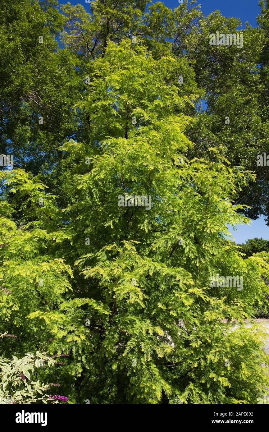 Metasequoia glyptostroboides 'Spring Cream' - Dawn Redwood tree in ...