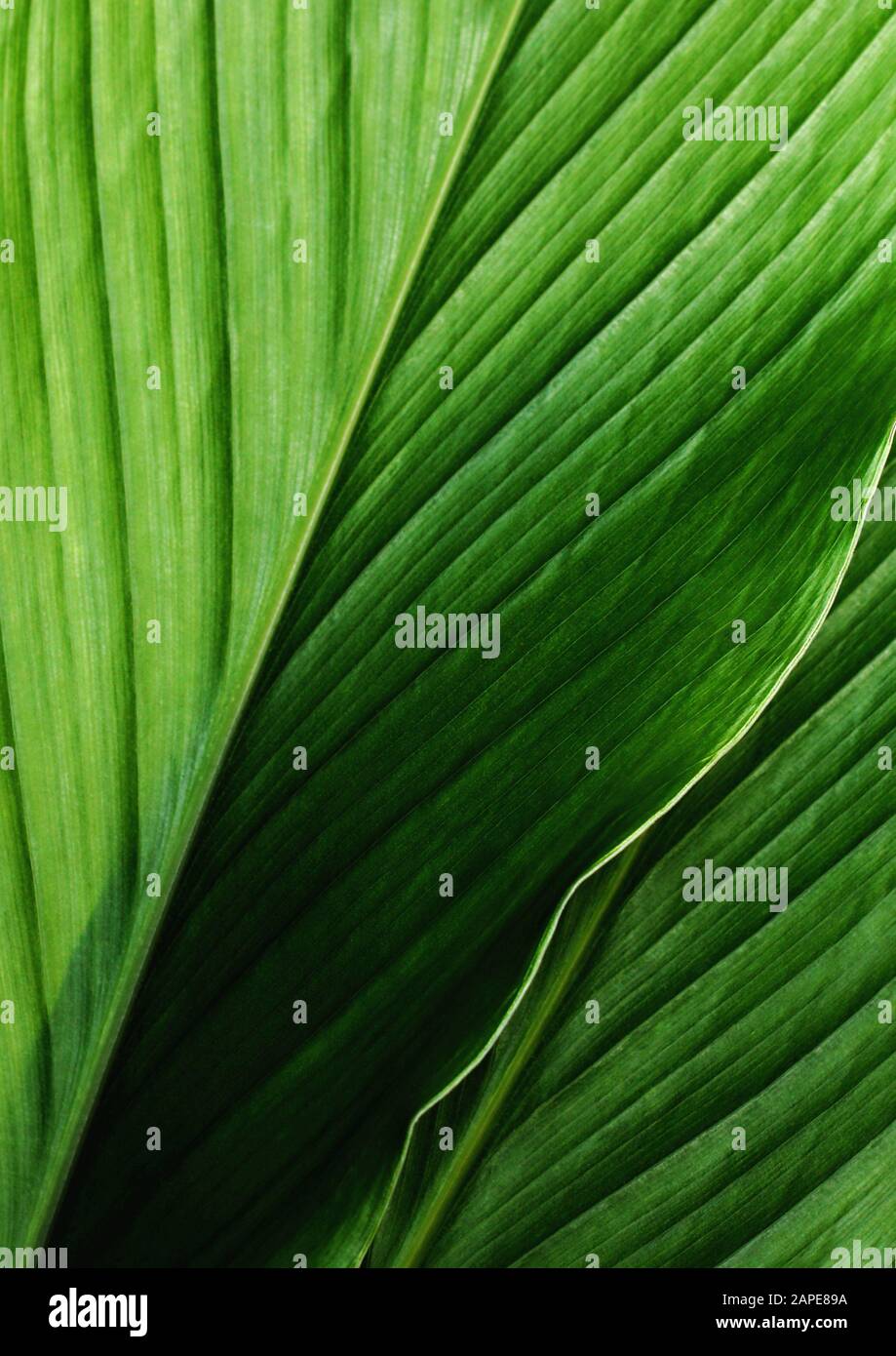 Abstract leaves background hi-res stock photography and images - Alamy