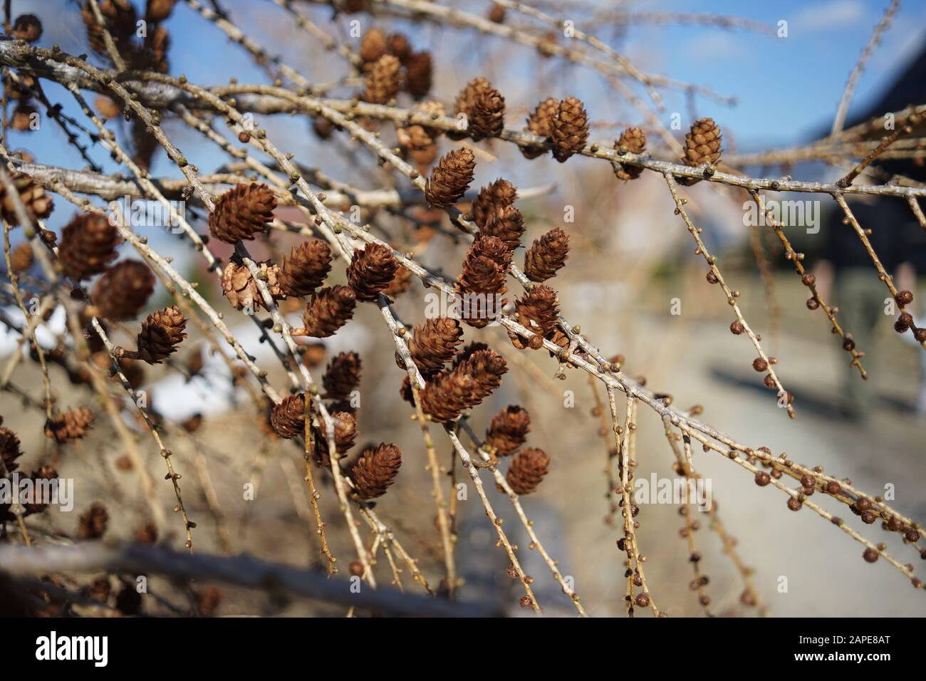 Dried alder cones attached on branches Stock Photo - Alamy