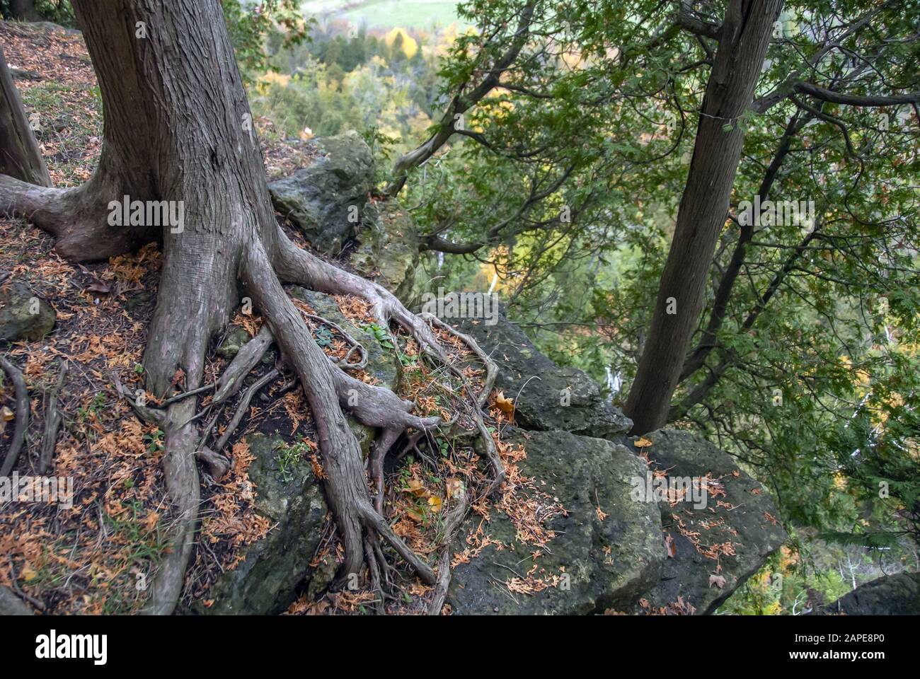 High angle shot of the roots of a tree as they grow in the forest ...