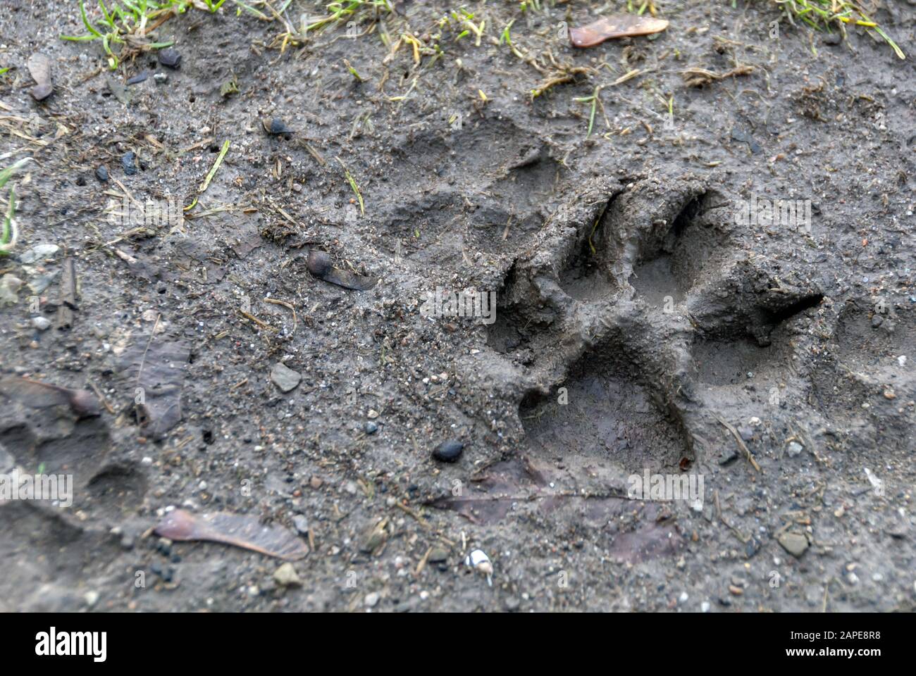 Closeup shot of a trail of an animal's paw on the ground Stock Photo ...