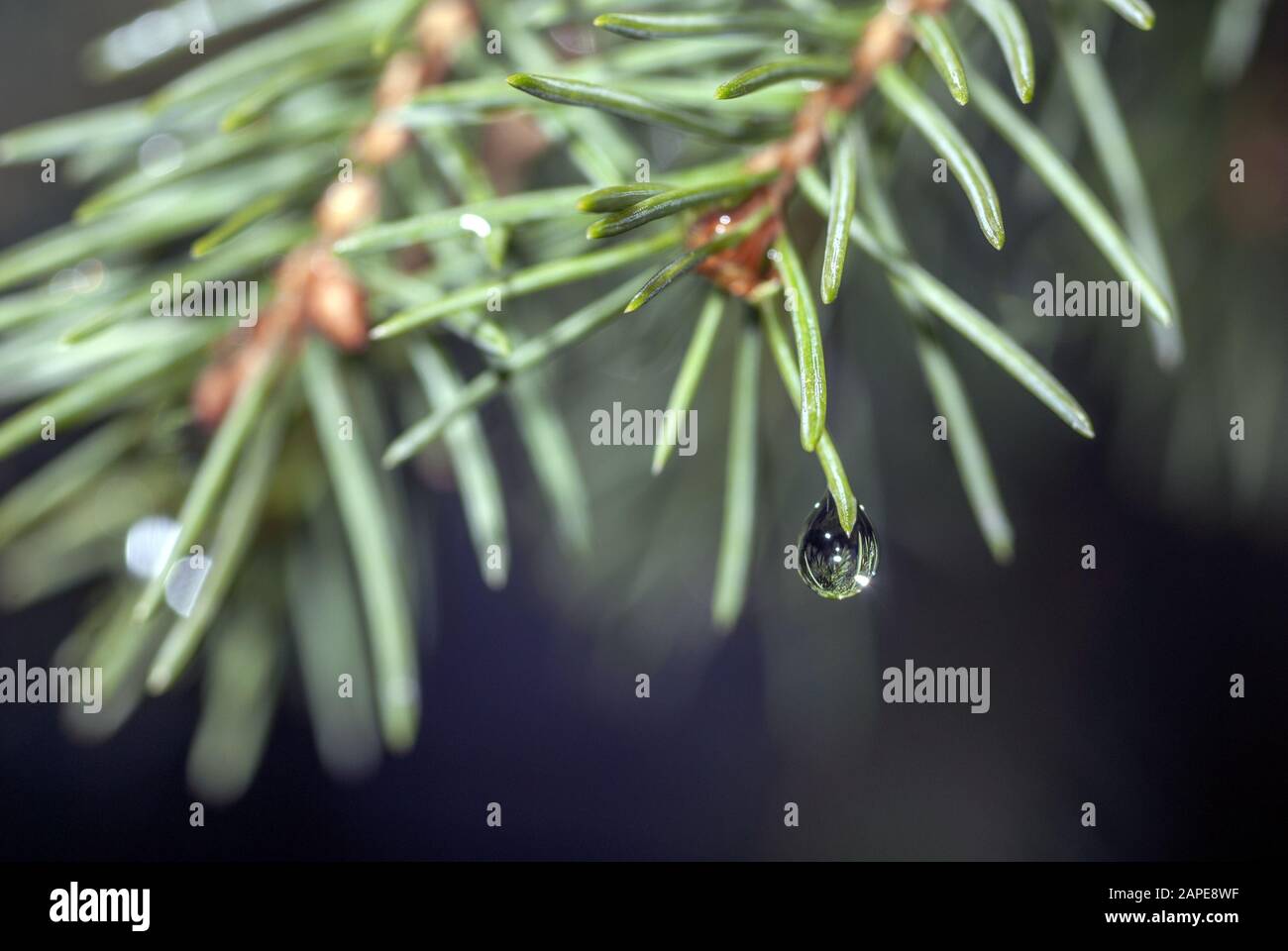 Closeup shot of the green branches of a fir tree with water dripping ...
