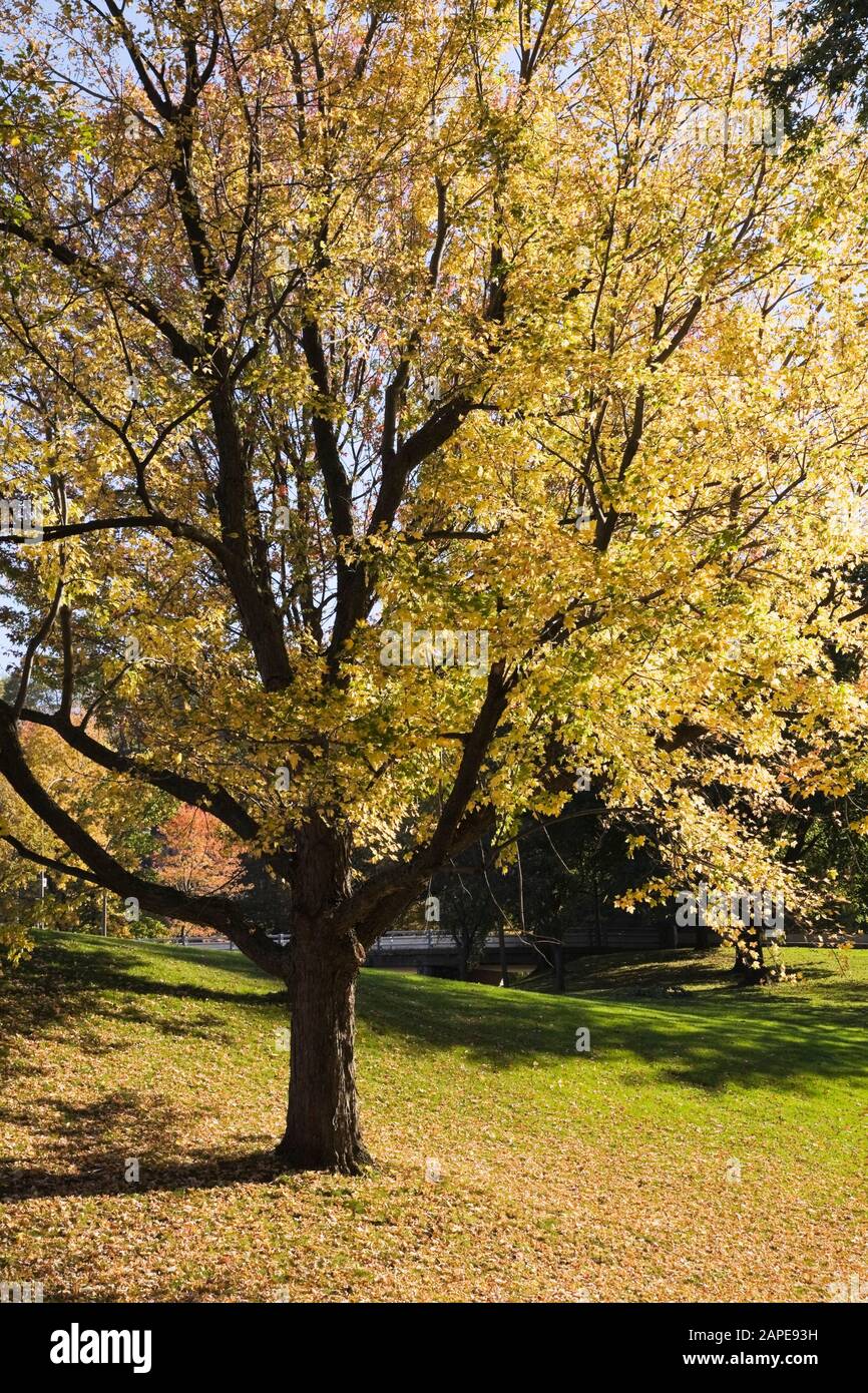 Frederick olmsted portrait hi-res stock photography and images - Alamy