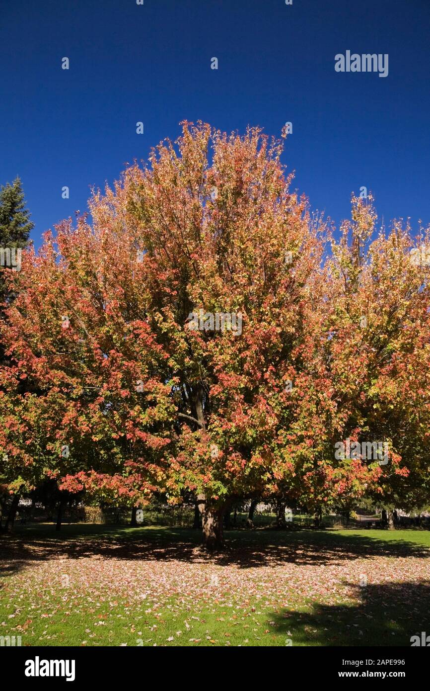 Red Acer - Maple trees in autumn, Mount Royal Park, Montreal, Quebec ...