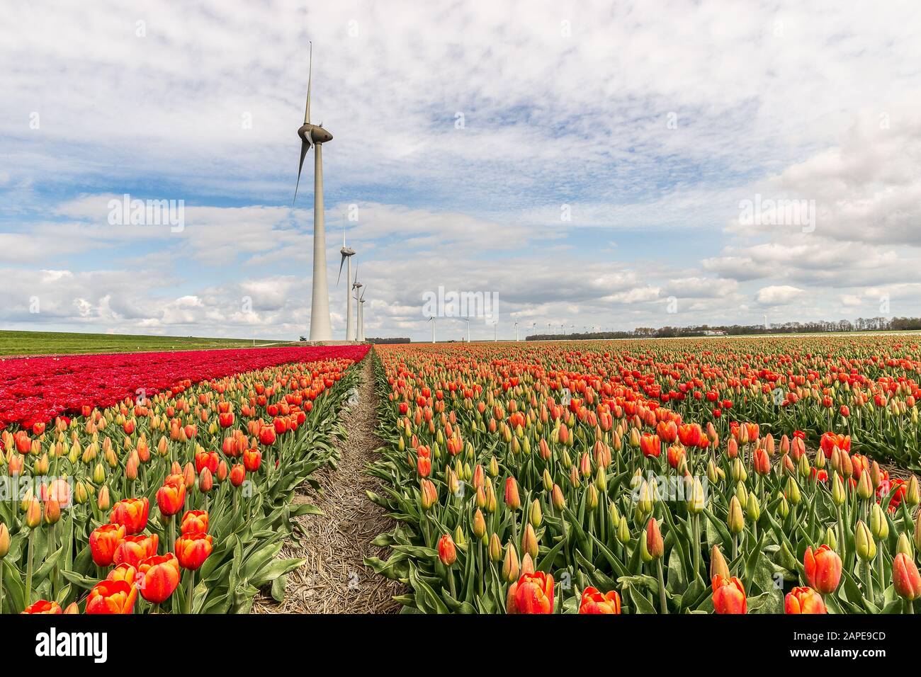 Beautiful shot of different types of a flower field with windmills in ...