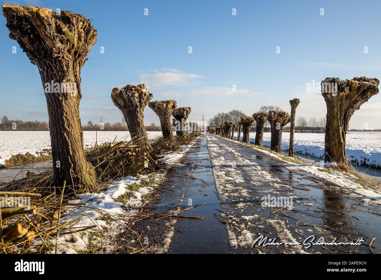 Pathway in the middle of sliced trees on under a blue sky in the winter ...