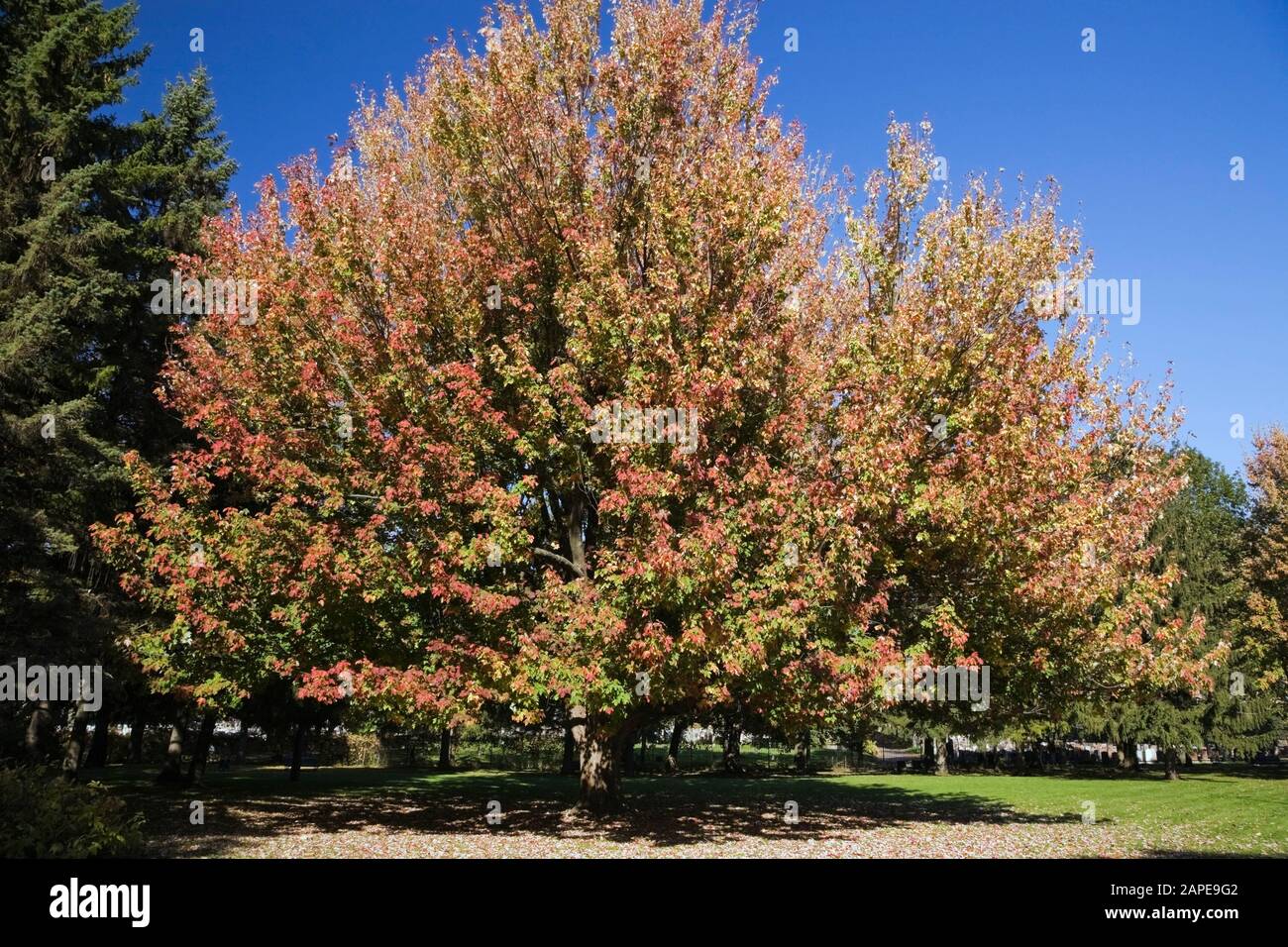 Red Acer - Maple trees in autumn, Mount Royal Park, Montreal, Quebec ...