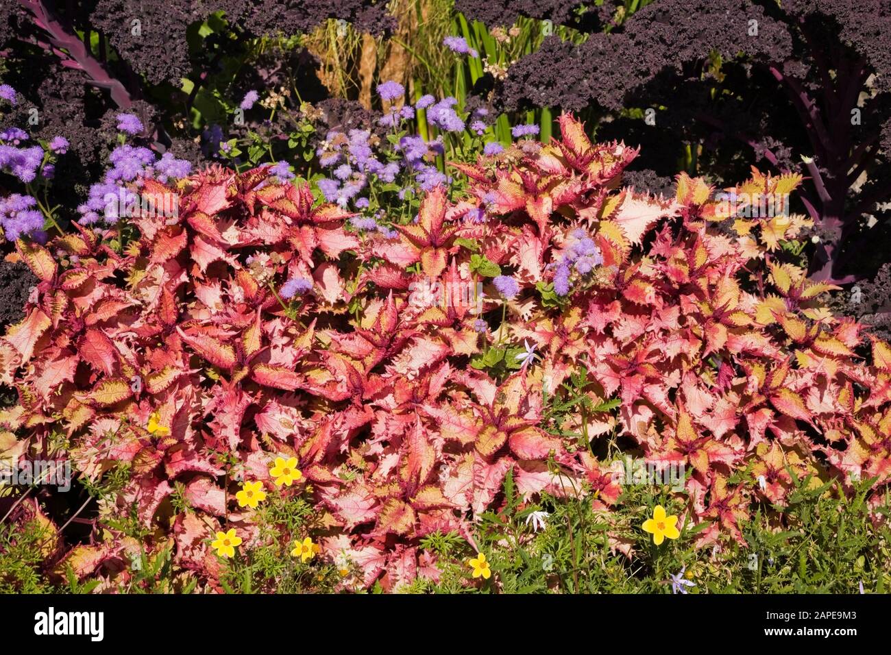 Coleus flowers full sun hi-res stock photography and images - Alamy