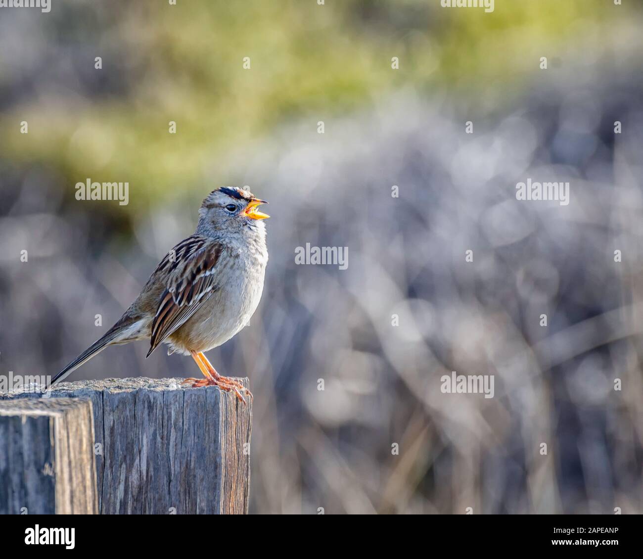 Zonotrichia leucophrys hi-res stock photography and images - Alamy