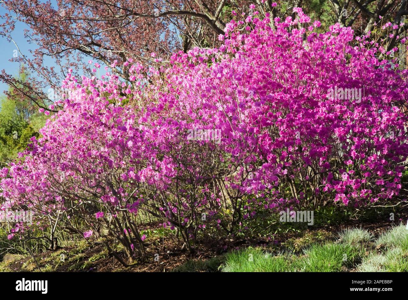 Shrubs Pink Rhododendron Shrub High Resolution Stock Photography and ...