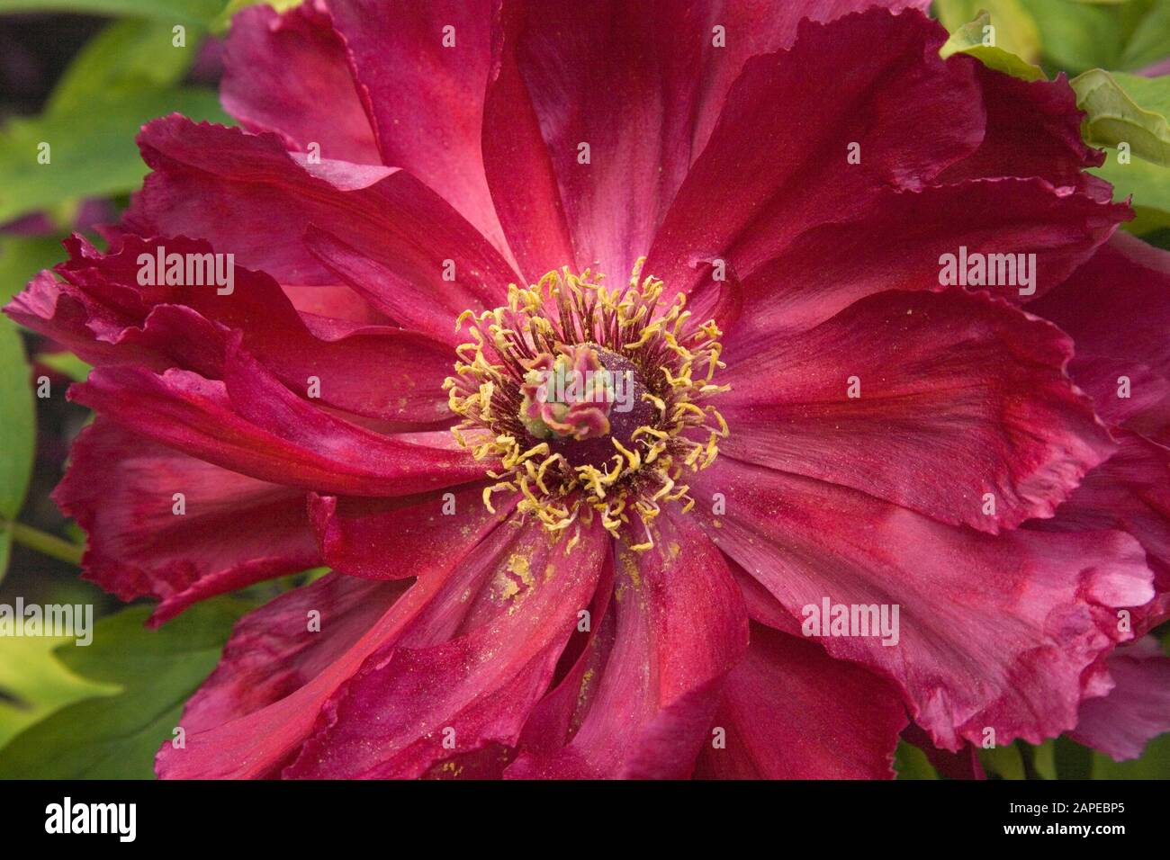 Stigma and stamen of herbaceous peony hi-res stock photography and ...