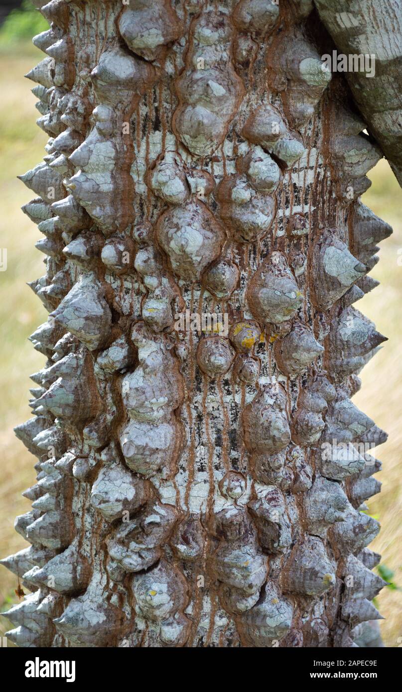 Closeup of a Ceiba tree with thorns, sacred to the Maya people. Yucatan ...