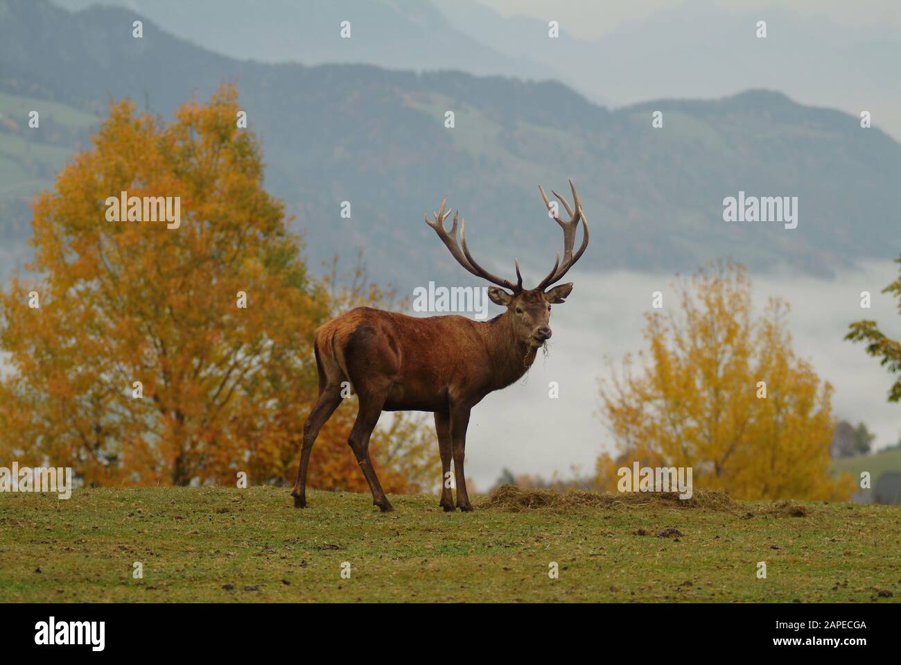 Hirsch - Deer Stock Photo - Alamy