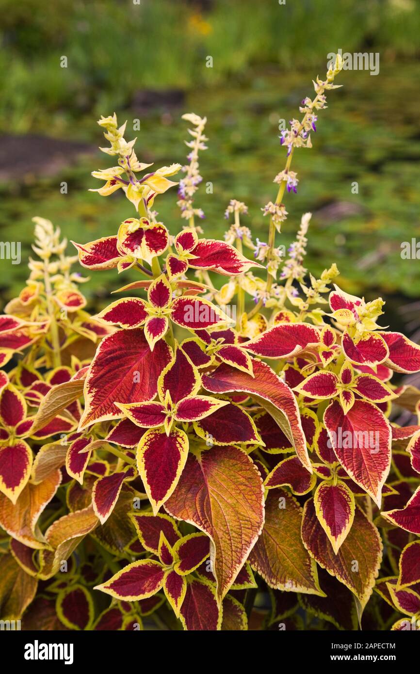 Red and green Solenostemon - Coleus plants in summer Stock Photo - Alamy