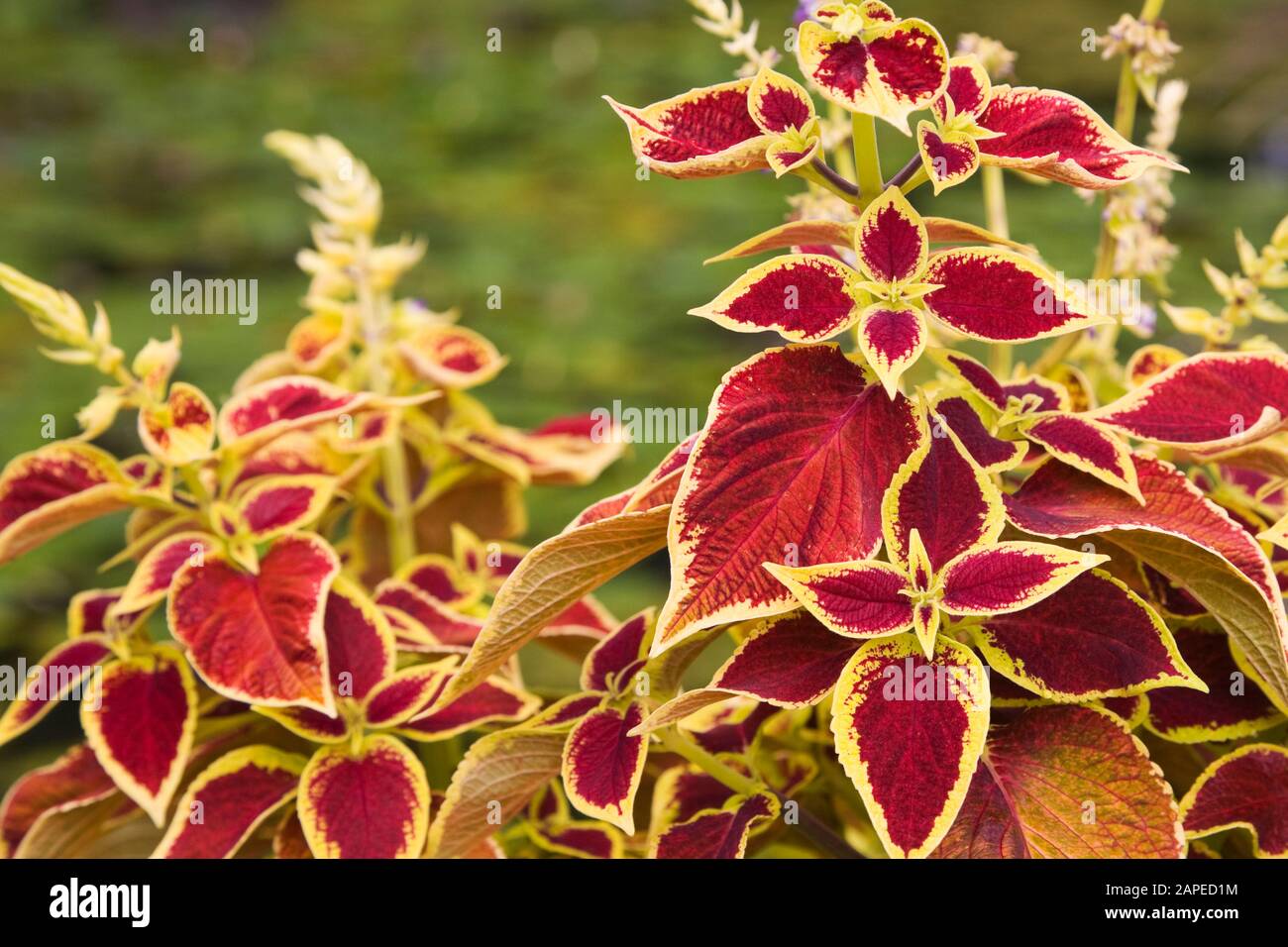 Red and green Solenostemon - Coleus plants in summer Stock Photo - Alamy