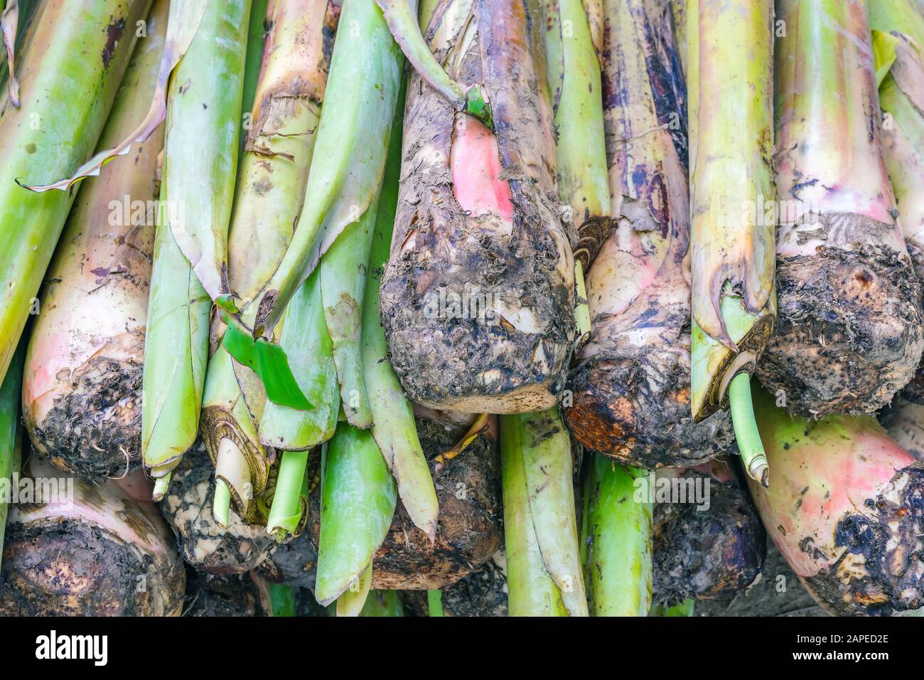 Banana suckers under the ground is a big rhizome called the corm ...