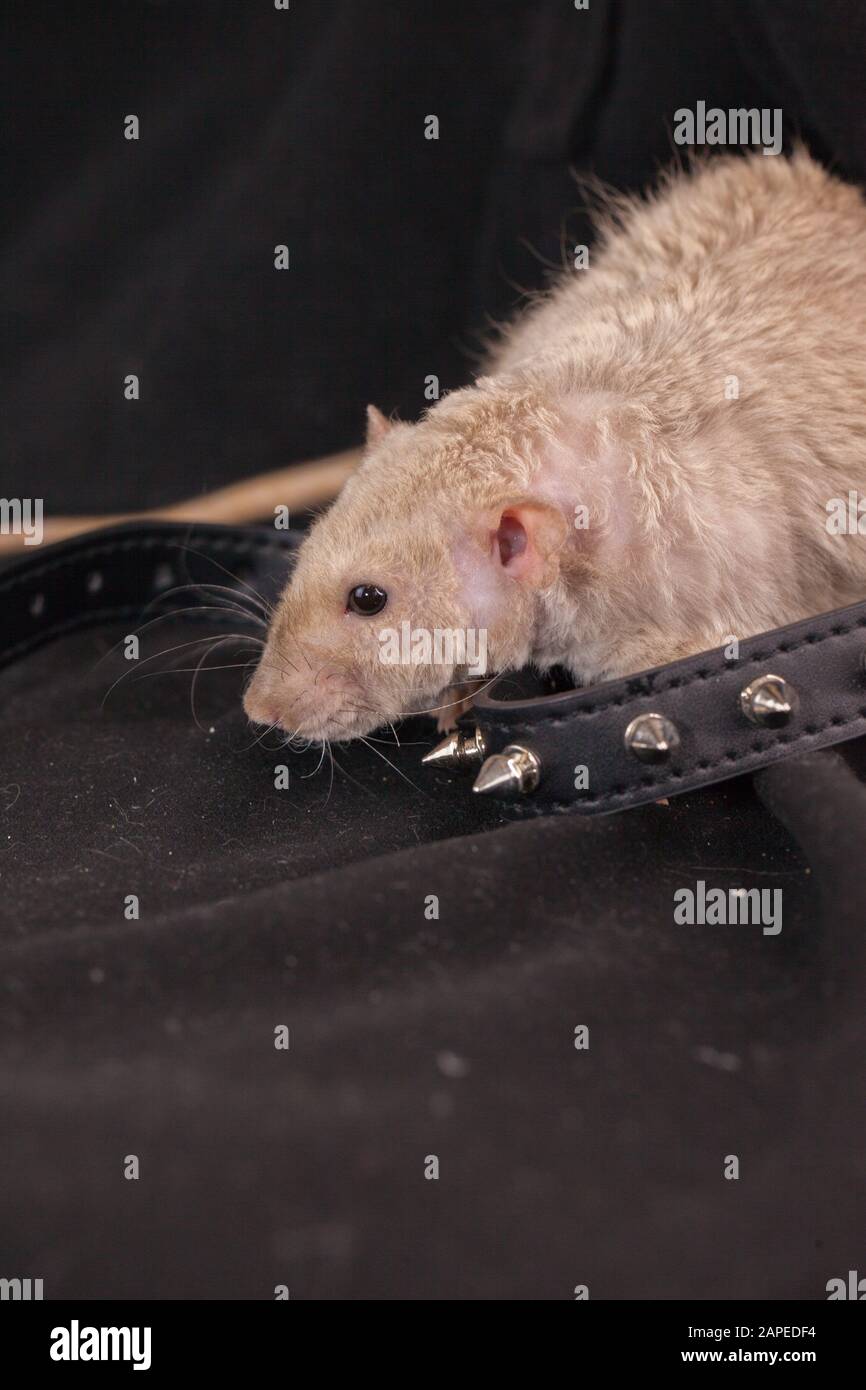 The rat brutalized in a spiked collar. Informal. Symbol of 2020 Chinese ...