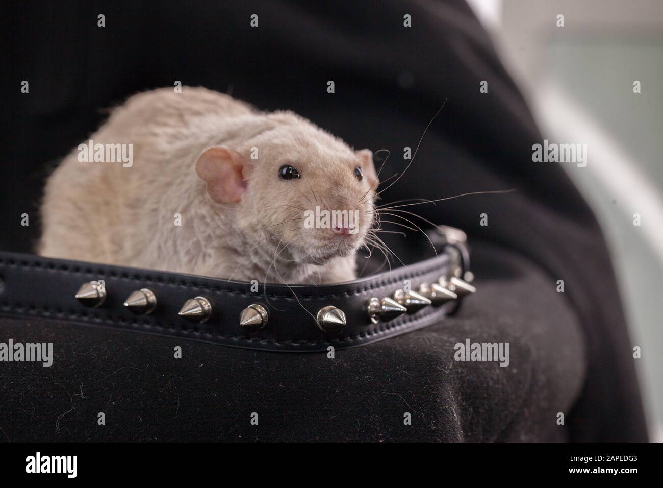The rat brutalized in a spiked collar. Informal. Symbol of 2020 Chinese ...