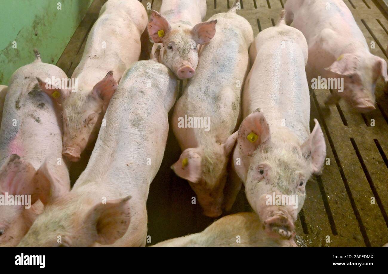 Pig stay hi-res stock photography and images - Alamy