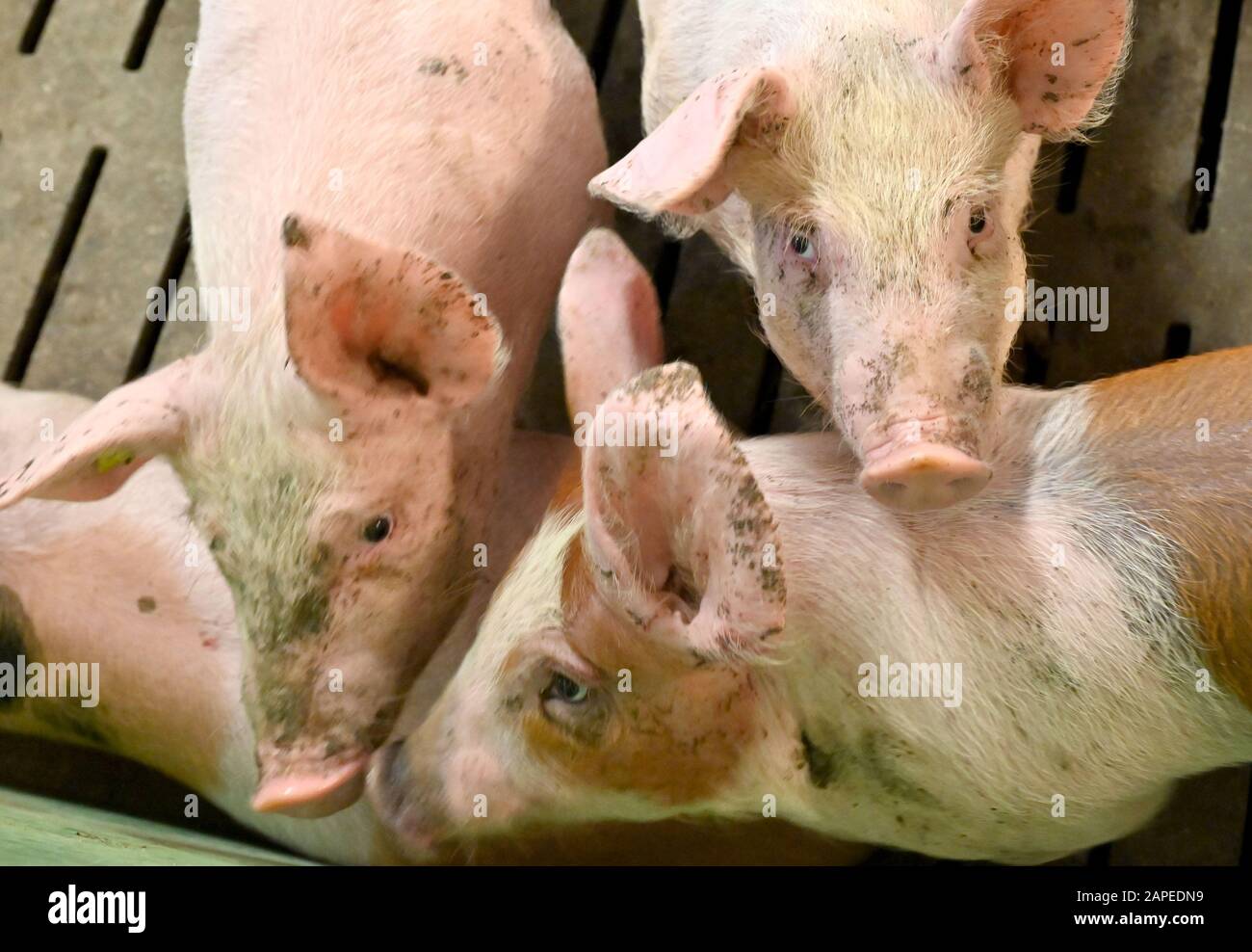 Pig fattening farms hi-res stock photography and images - Alamy