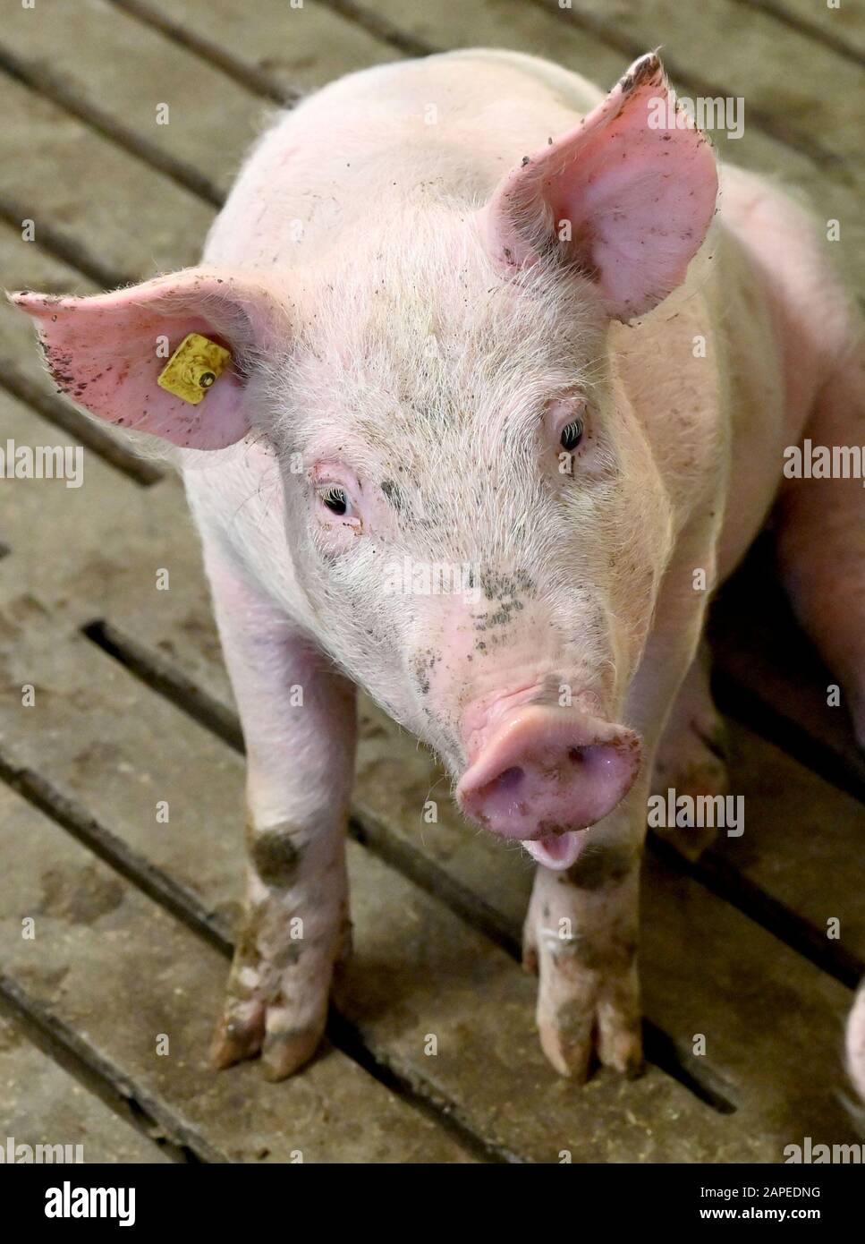 Pig fattening farms hi-res stock photography and images - Alamy