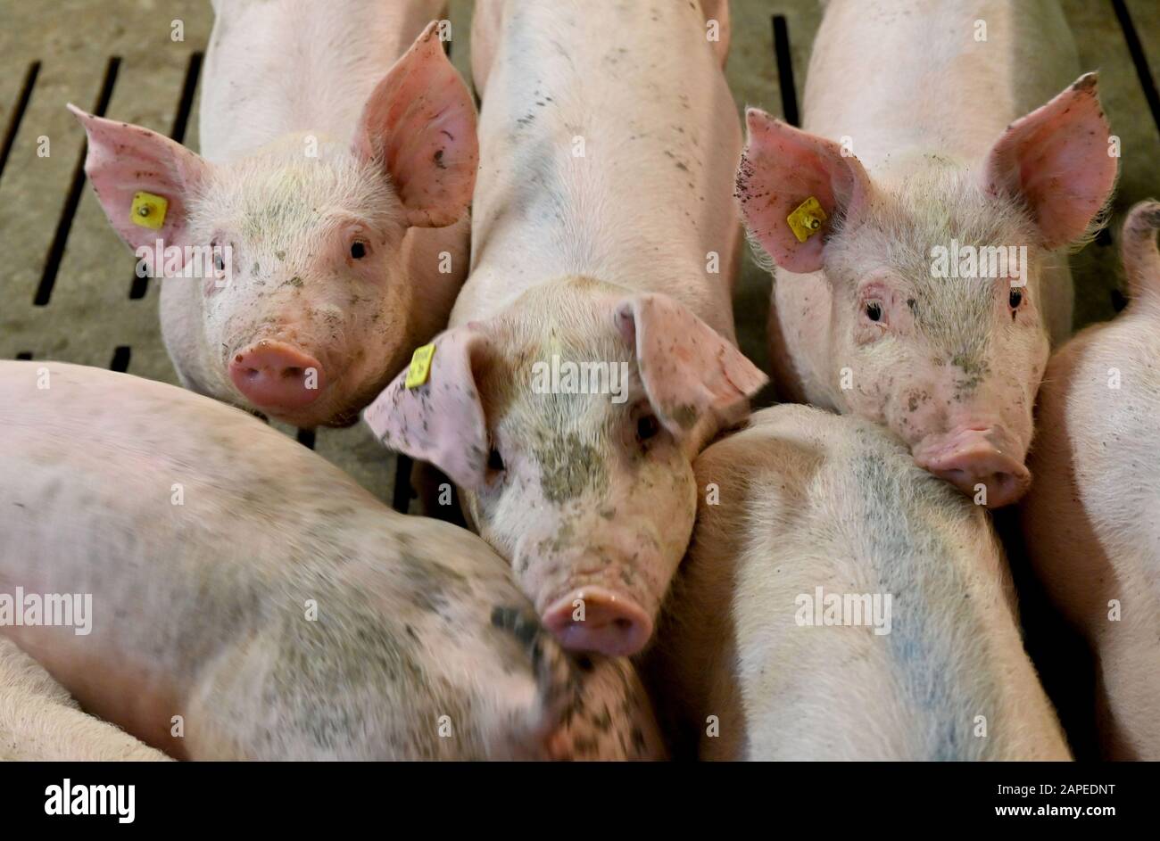 Husby, Germany. 10th Jan, 2020. Pigs stand in the stable of a fattening ...