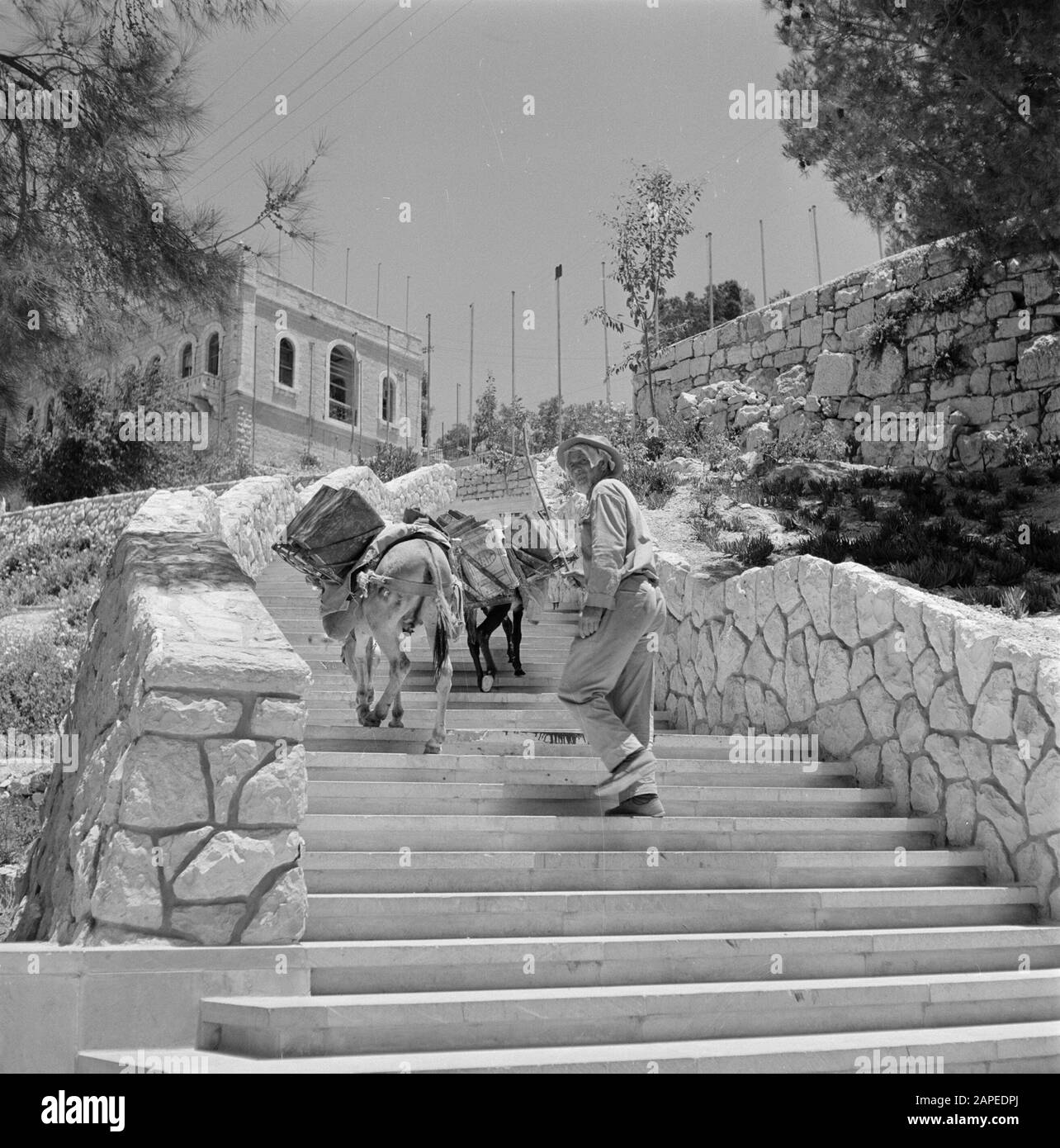 Loaded donkeys climb a staircase laid against a hill with a guide Date ...