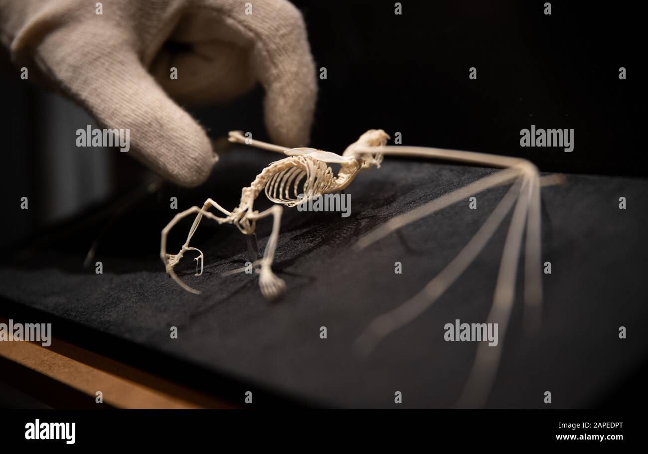 Bat exhibit hi-res stock photography and images - Alamy