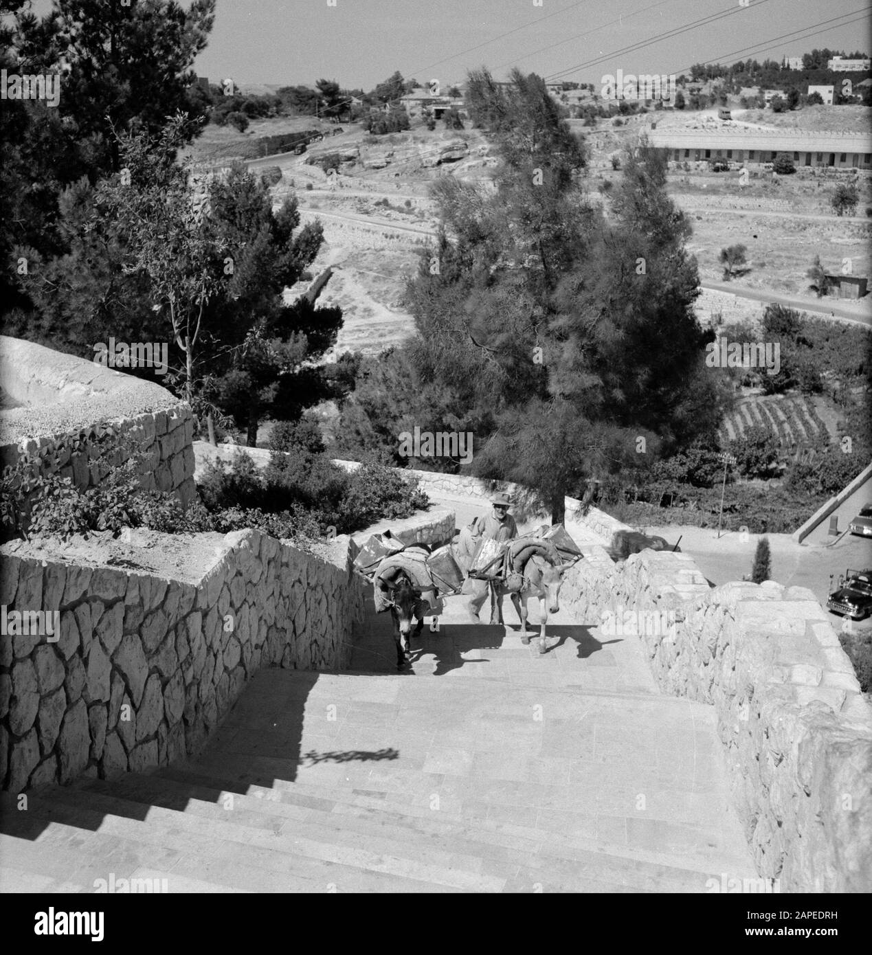 Loaded donkeys on stairs Date: January 1, 1964 Location: Israel ...