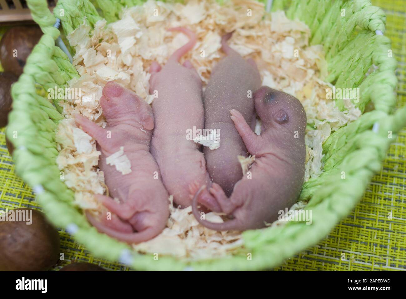 Smol hi-res stock photography and images - Alamy