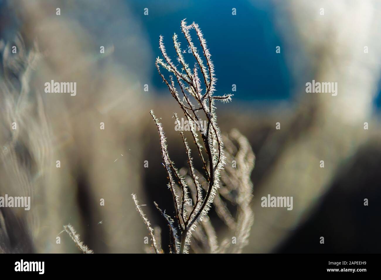 Fingers Of Frost High Resolution Stock Photography and Images - Alamy